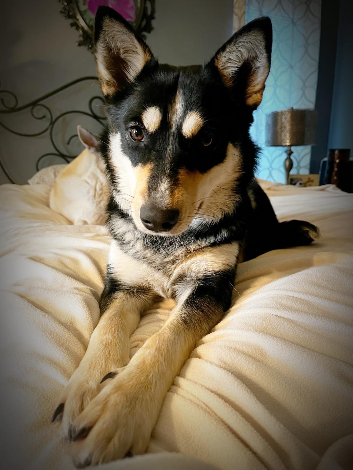 Angelina! – Hidden Gem Animal Rescue