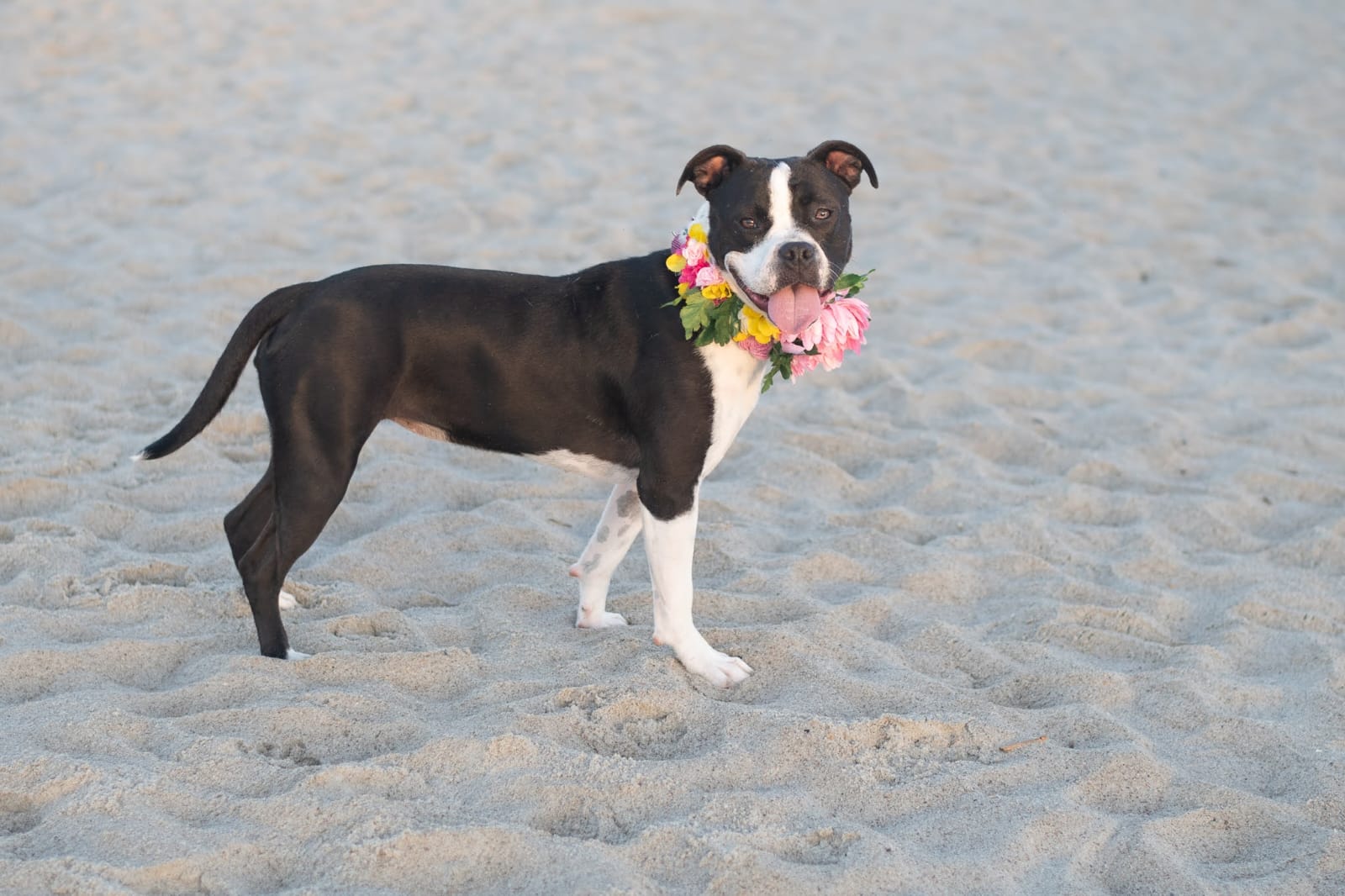 Sophie! – Hidden Gem Animal Rescue