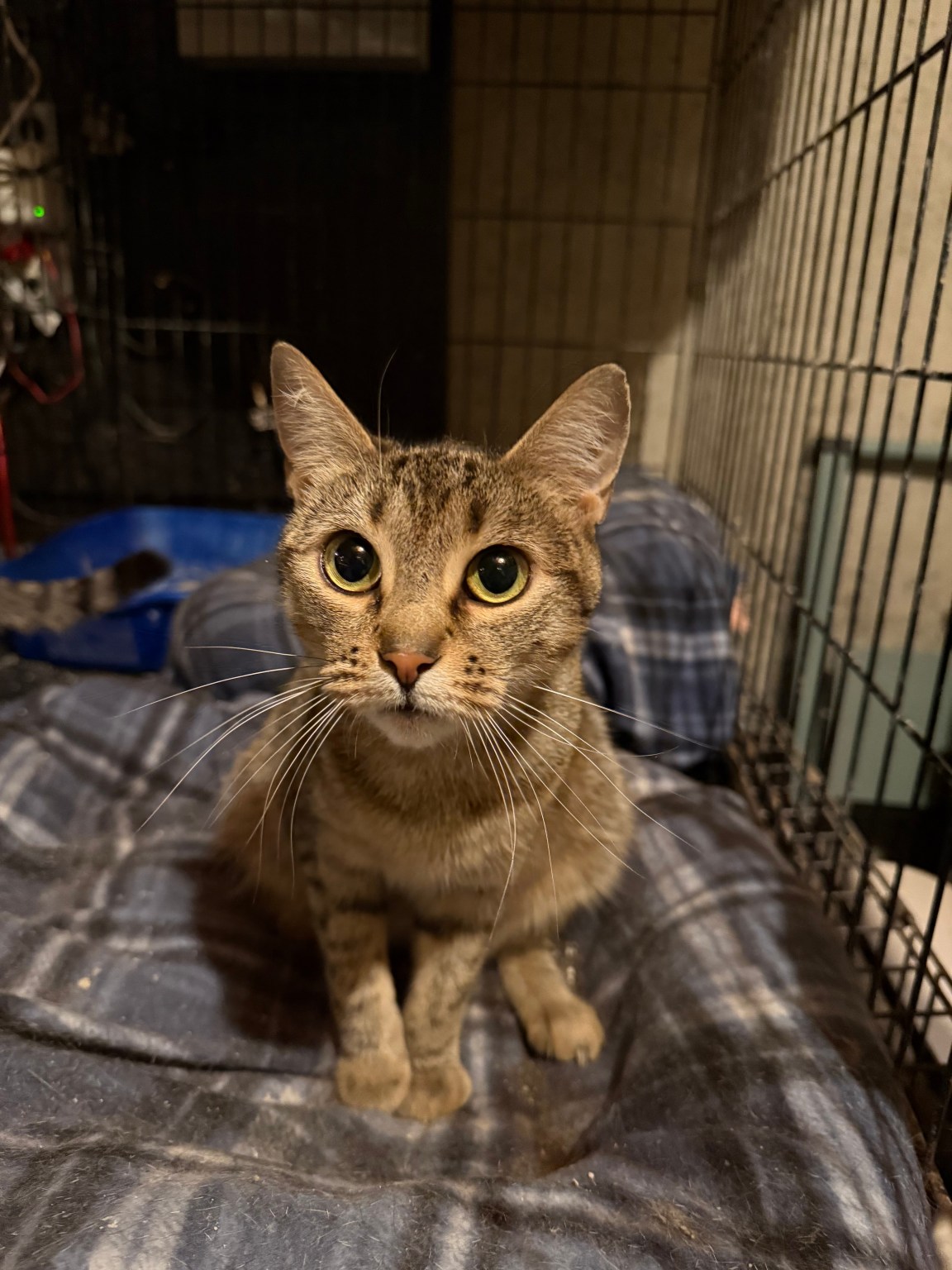 Available for Adoption – Hidden Gem Animal Rescue