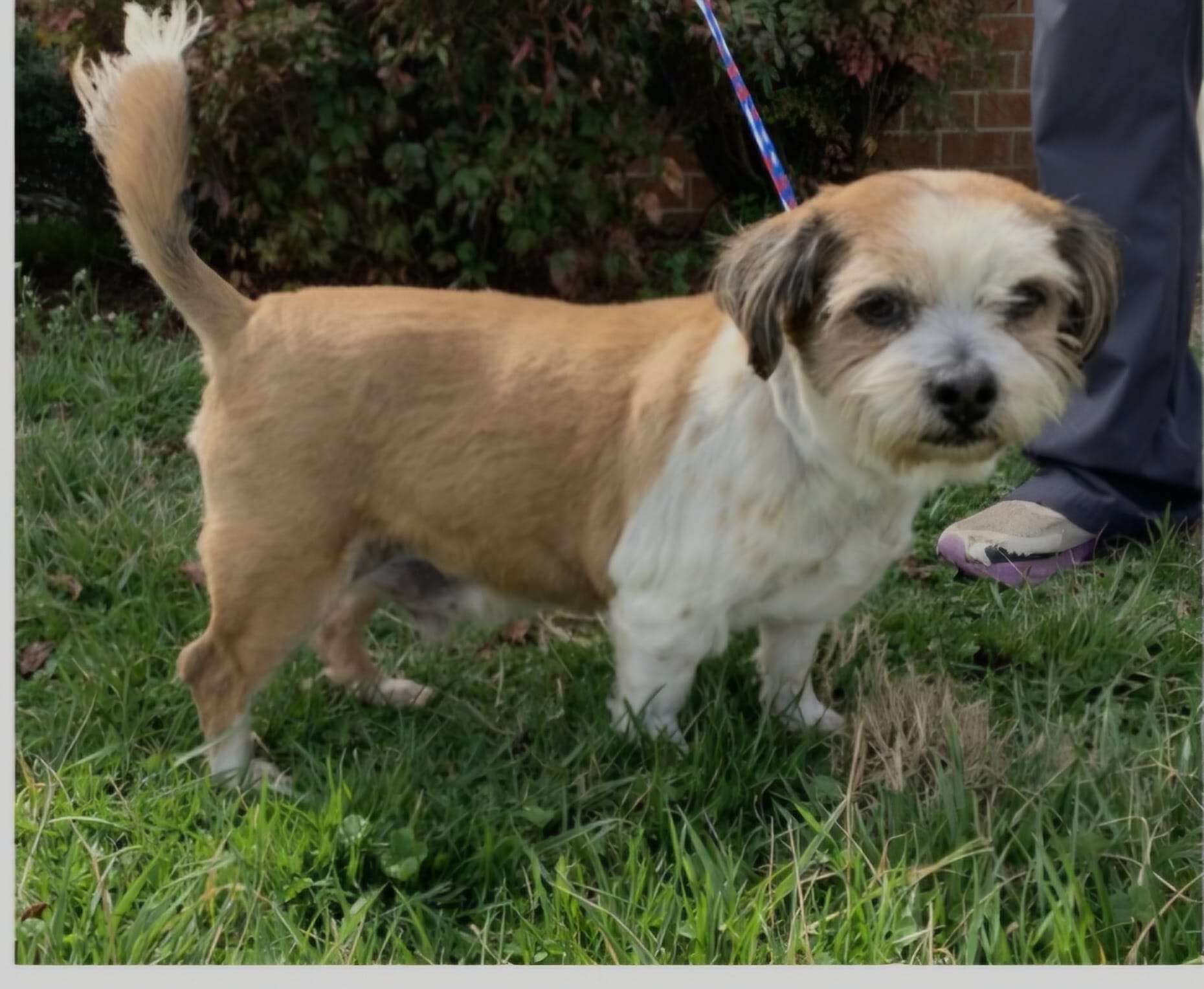 Zeus! – Hidden Gem Animal Rescue